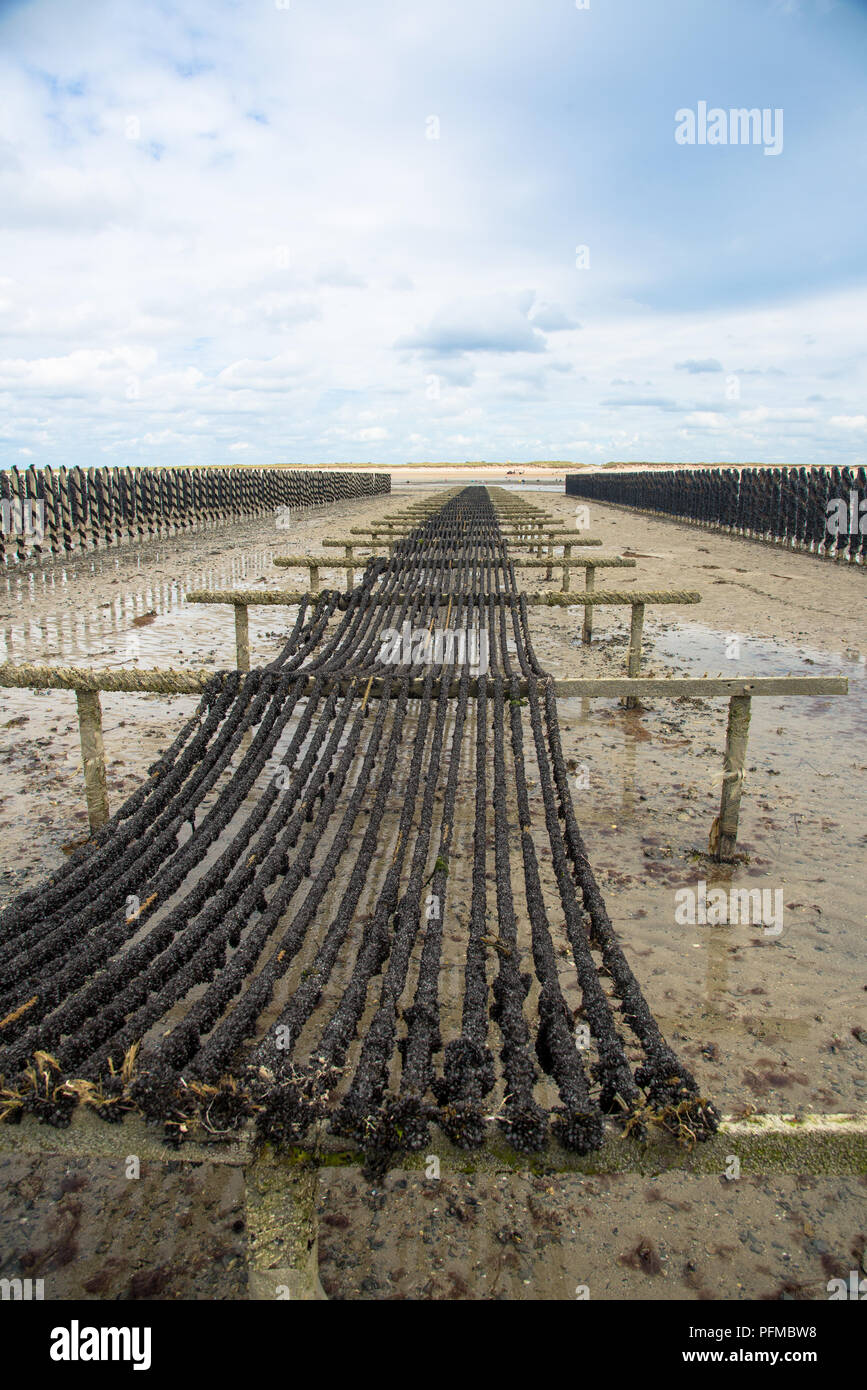 growing mussels in the sea on rope and poles at France coast in ...