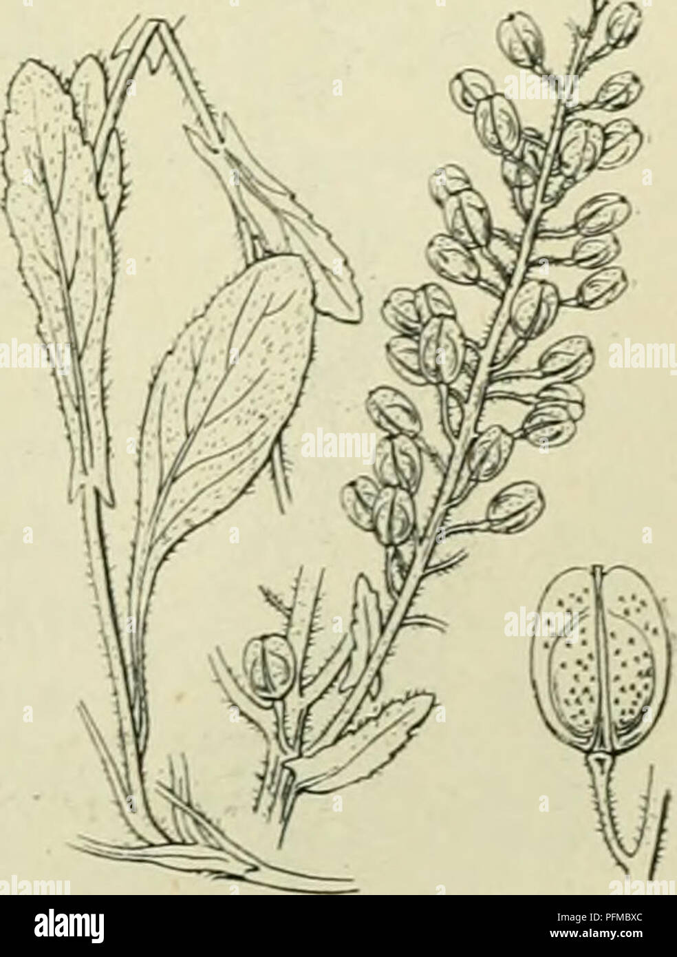 Densely leafed stems hi-res stock photography and images - Alamy