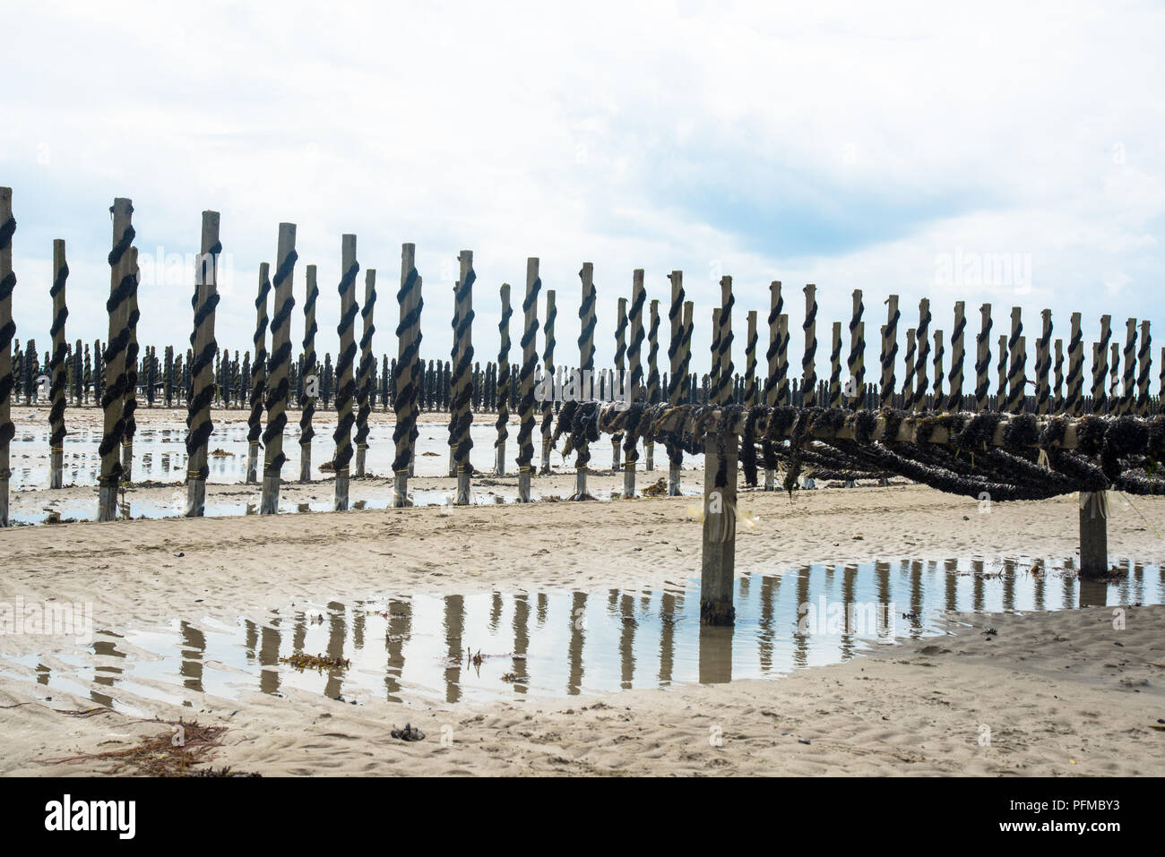 growing mussels in the sea on rope and poles at France coast in ...