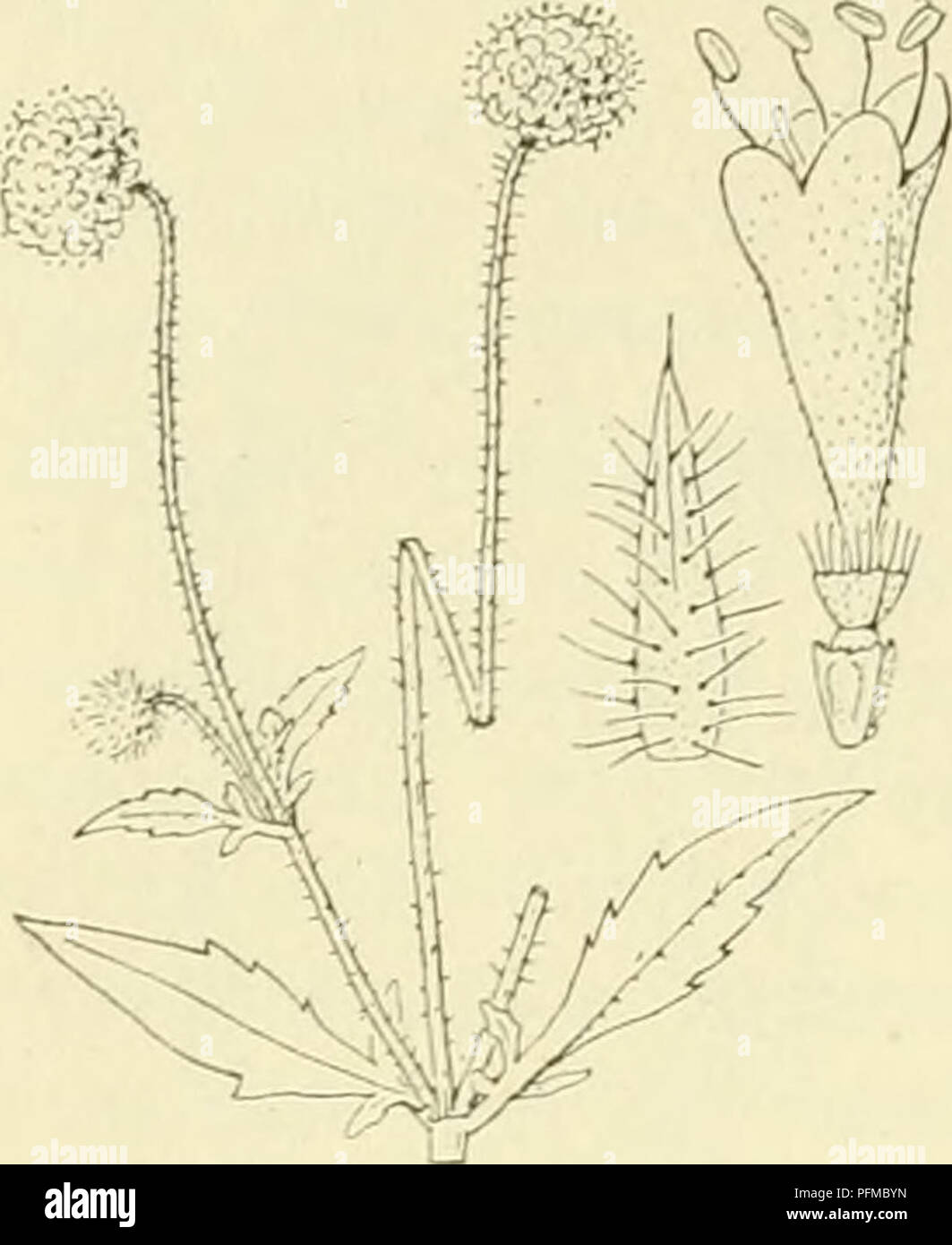 A detailed botanical study of the plant species of the Netherlands ...