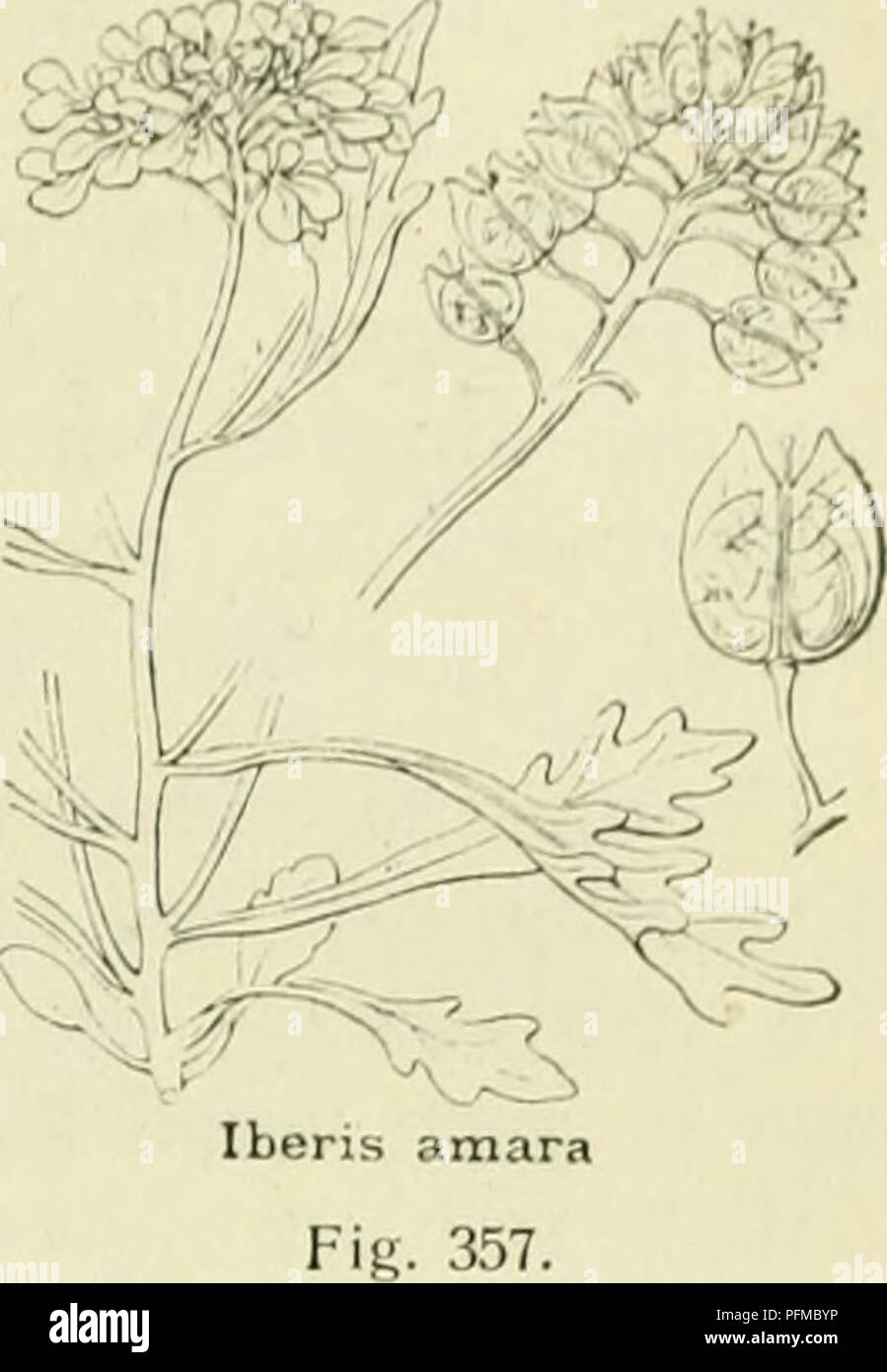 This botanical text describes the flora of the Netherlands, including ...