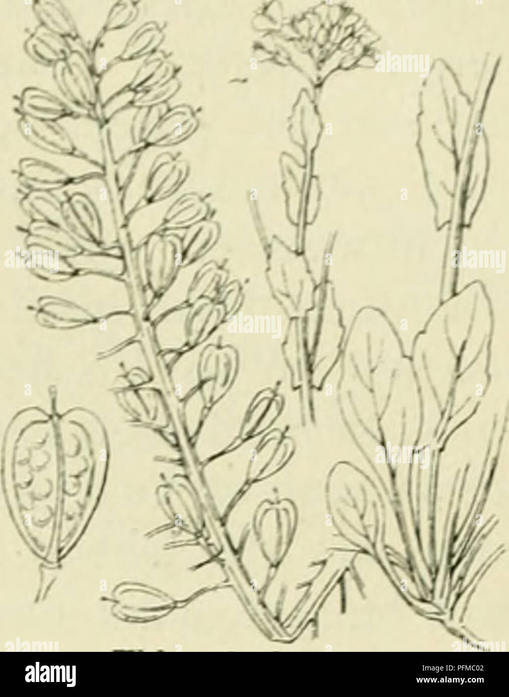 This description focuses on the Cruciferae (mustard) family, a group of ...