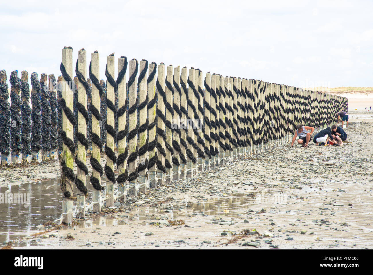 growing mussels in the sea on rope and poles at France coast in ...