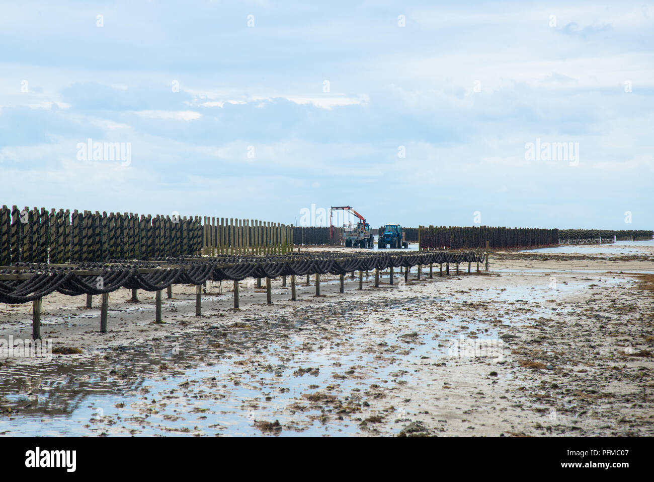 growing mussels in the sea on rope and poles at France coast in ...