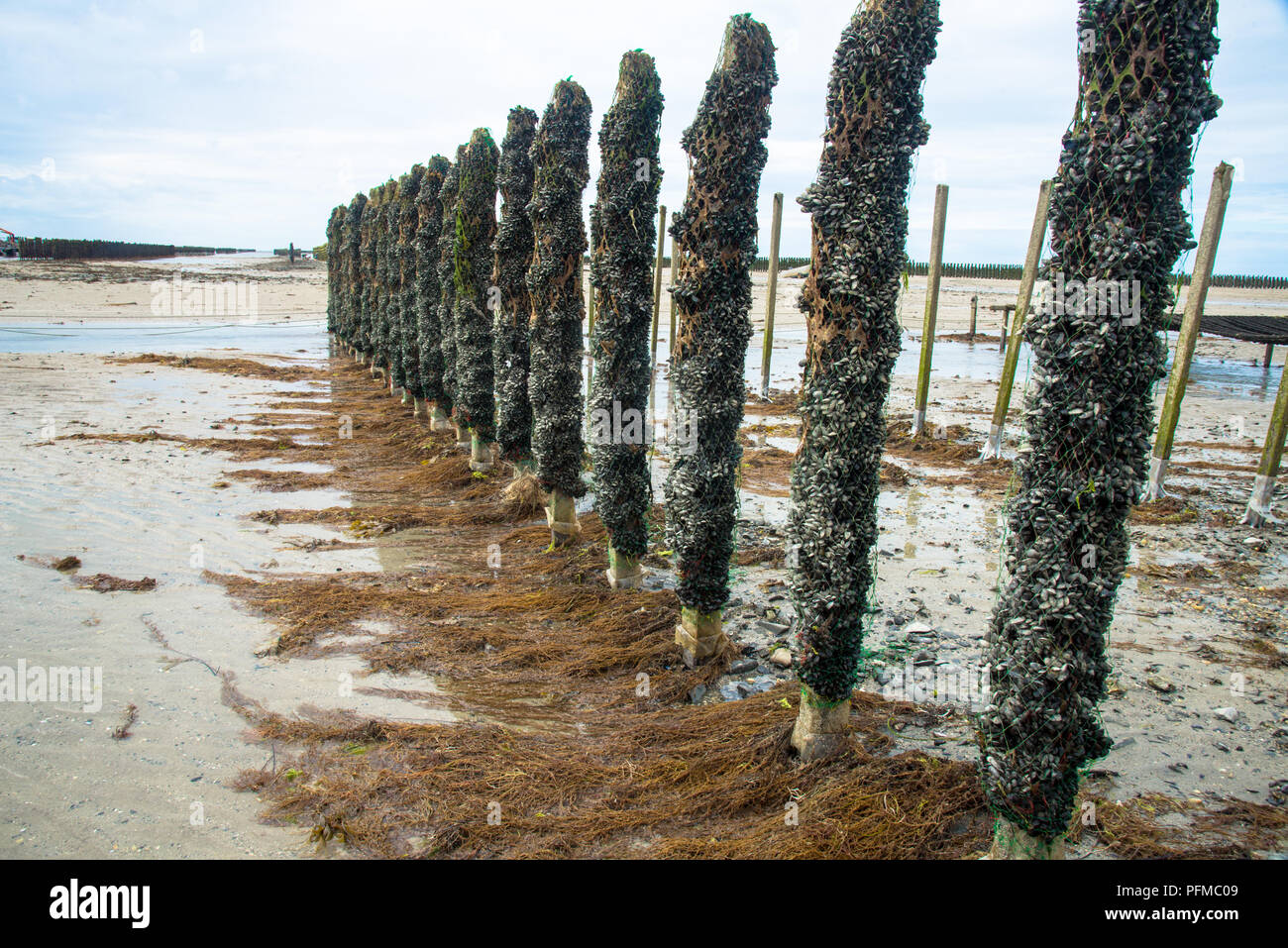 growing mussels in the sea on rope and poles at France coast in ...