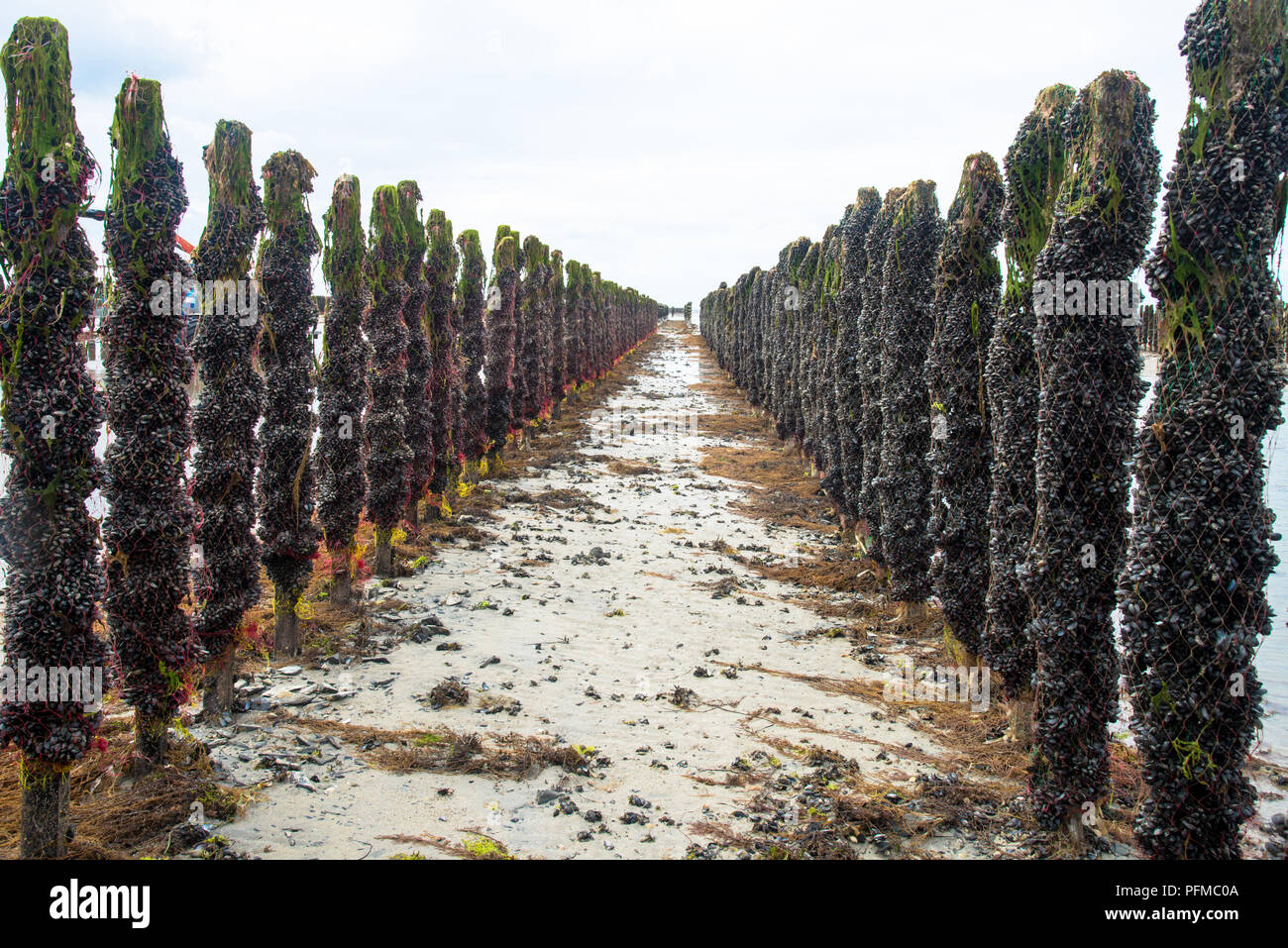 growing mussels in the sea on rope and poles at France coast in ...