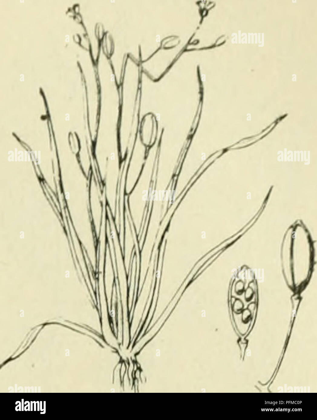 This botanical work presents a detailed description of the plant ...