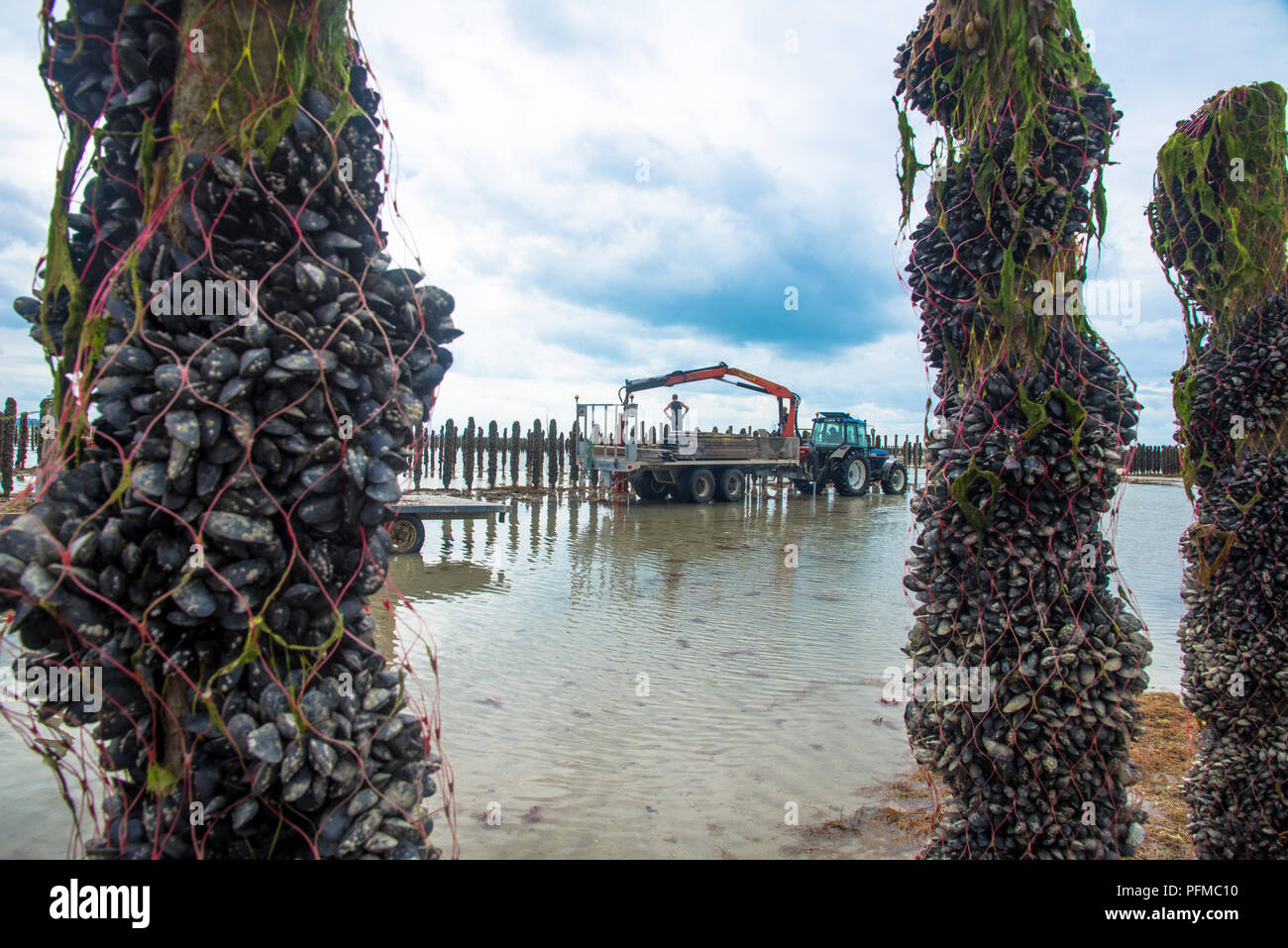 growing mussels in the sea on rope and poles at France coast in ...