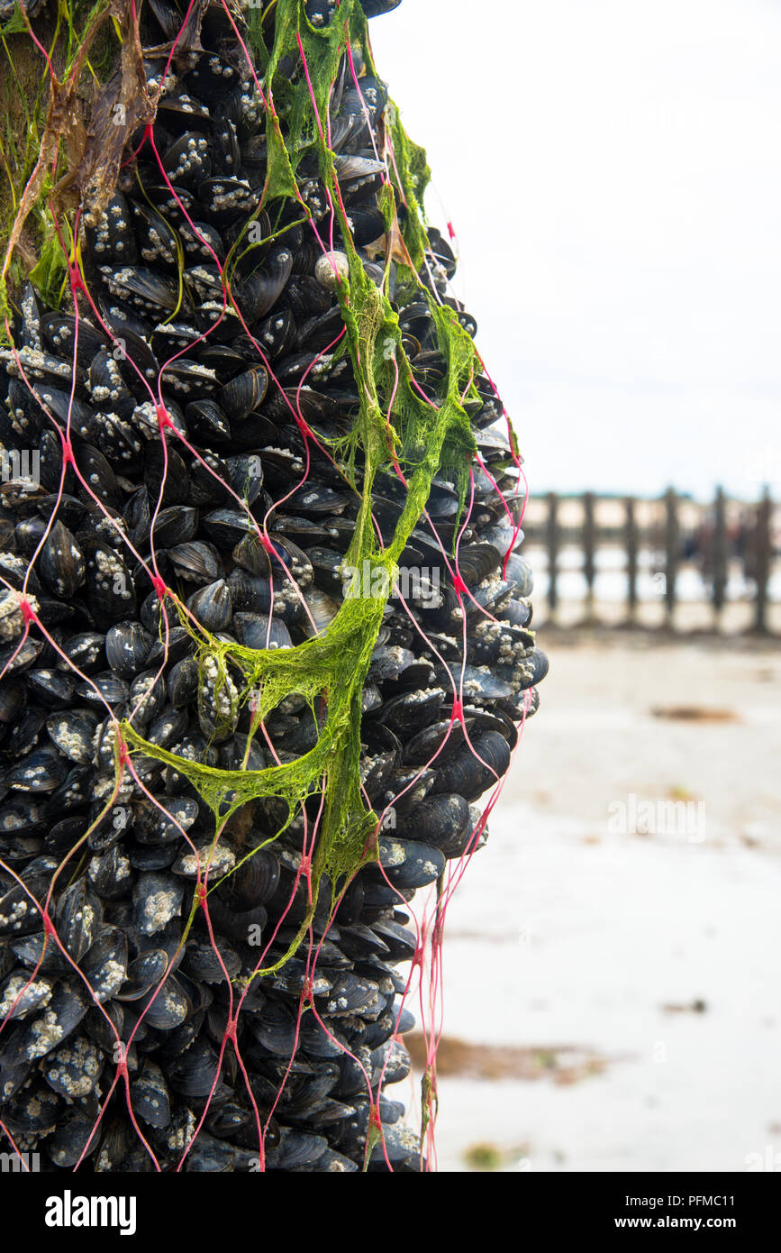 growing mussels in the sea on rope and poles at France coast in ...