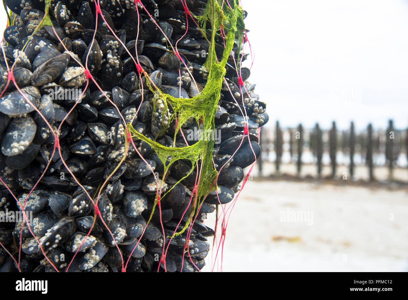 growing mussels in the sea on rope and poles at France coast in ...