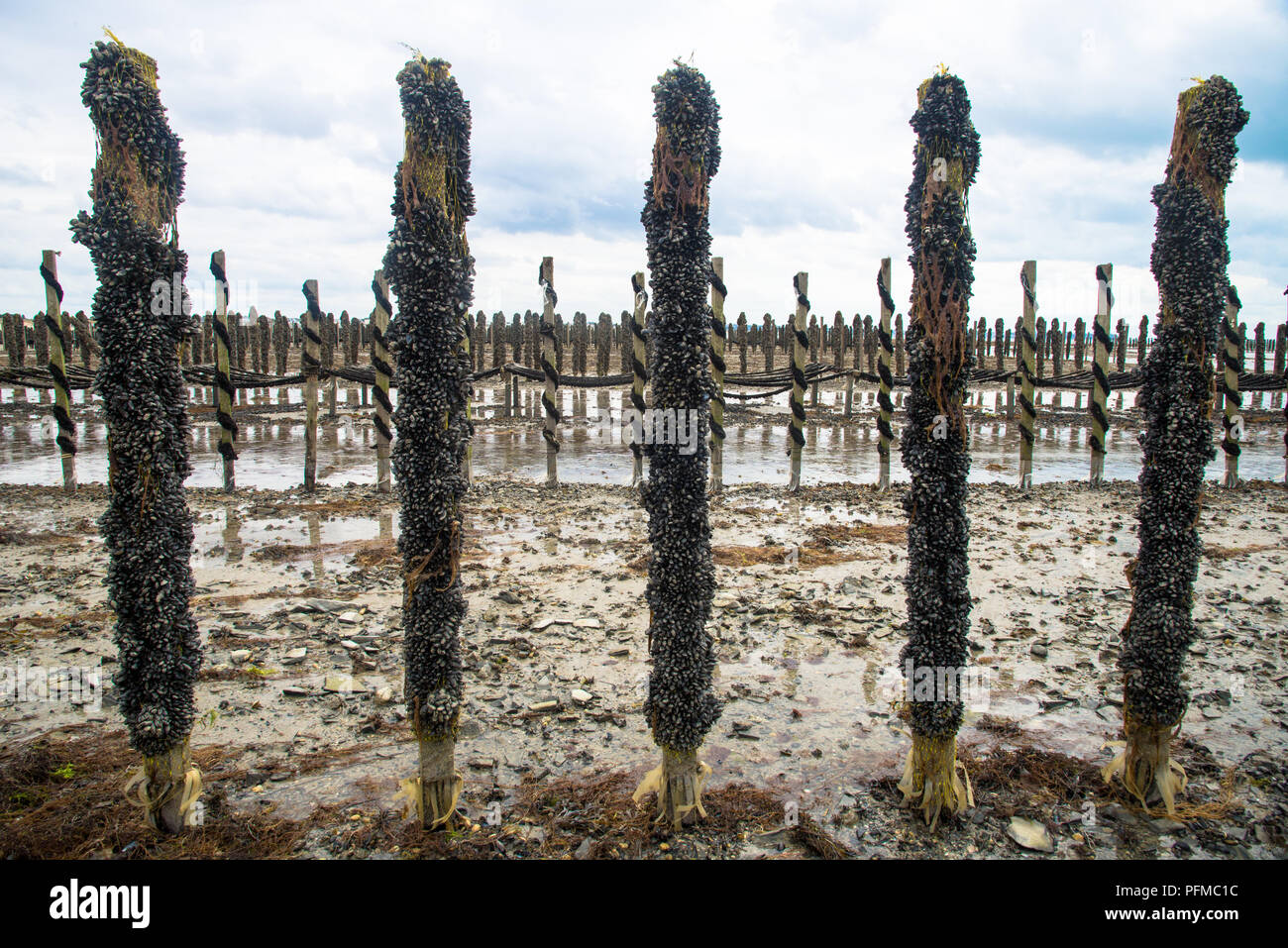 growing mussels in the sea on rope and poles at France coast in ...
