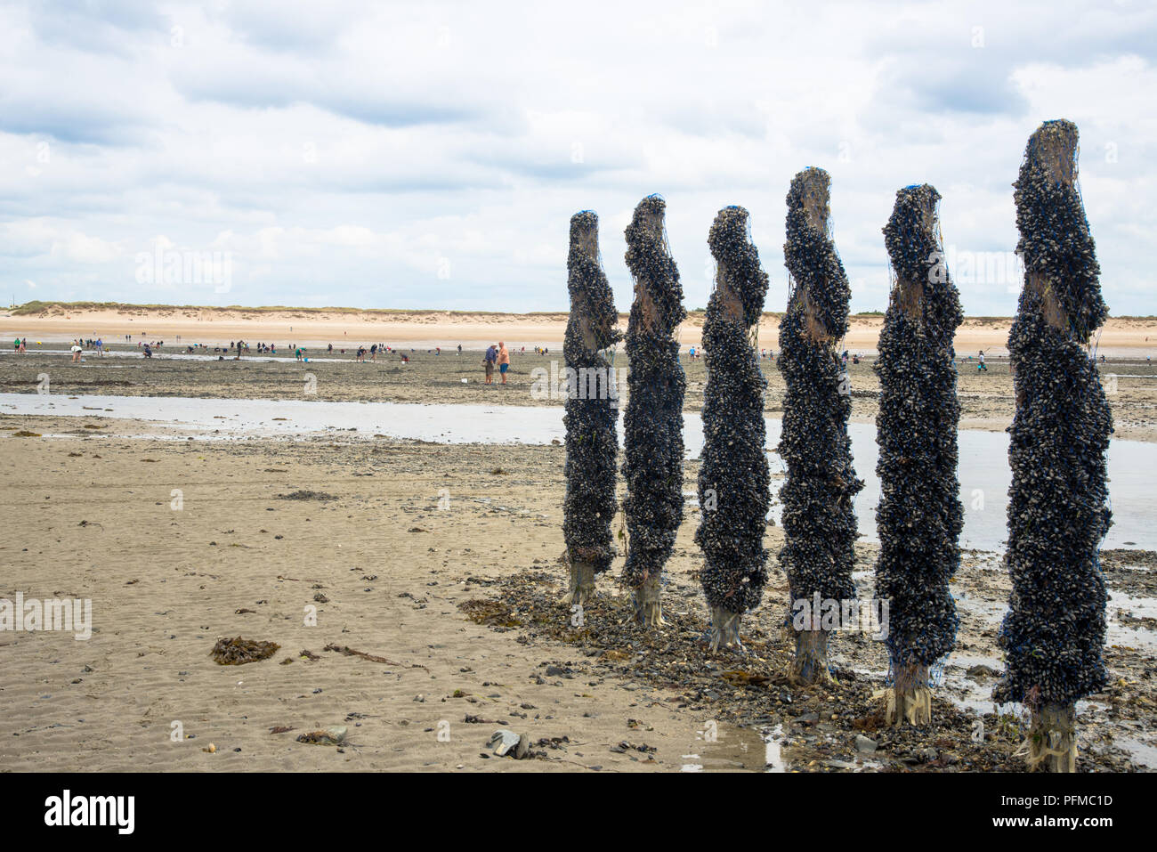 growing mussels in the sea on rope and poles at France coast in ...