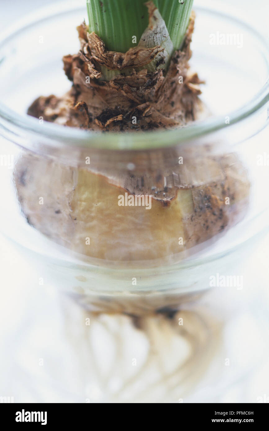 Hyacinthus sp hi-res stock photography and images - Alamy
