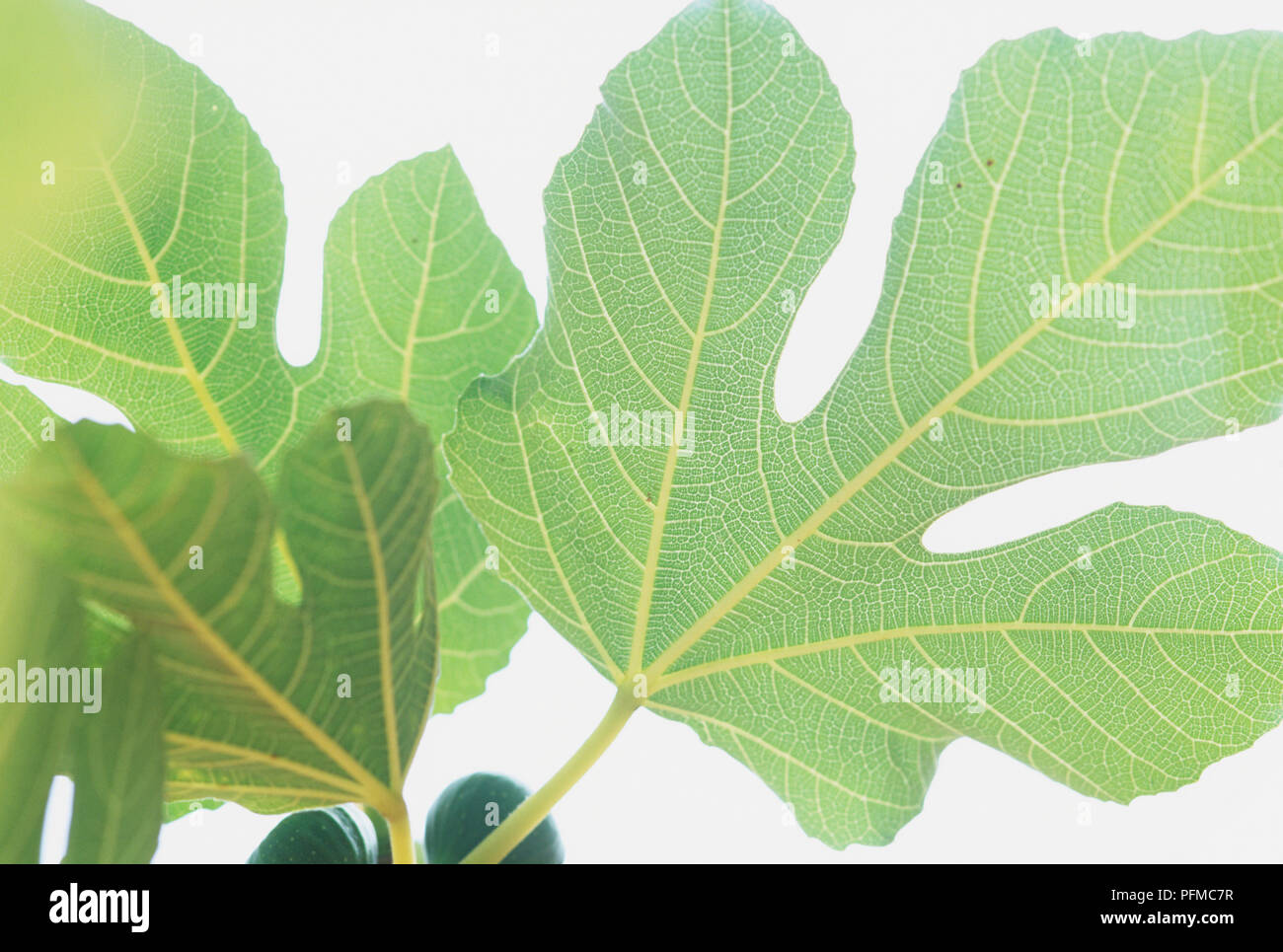 Lobed leaf shapes hi-res stock photography and images - Alamy