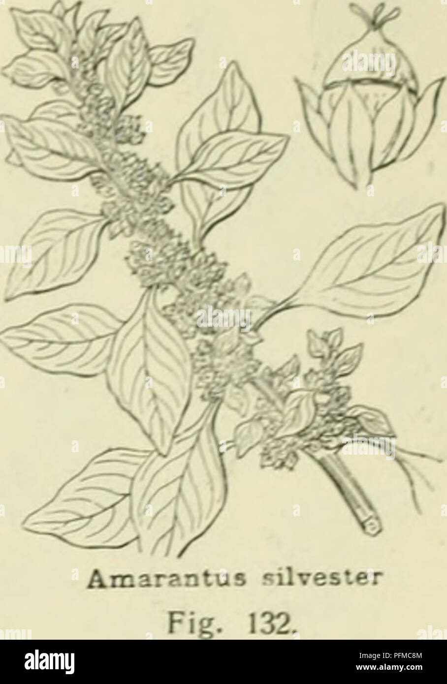 A botanical study of plant species native to the Netherlands, detailing ...