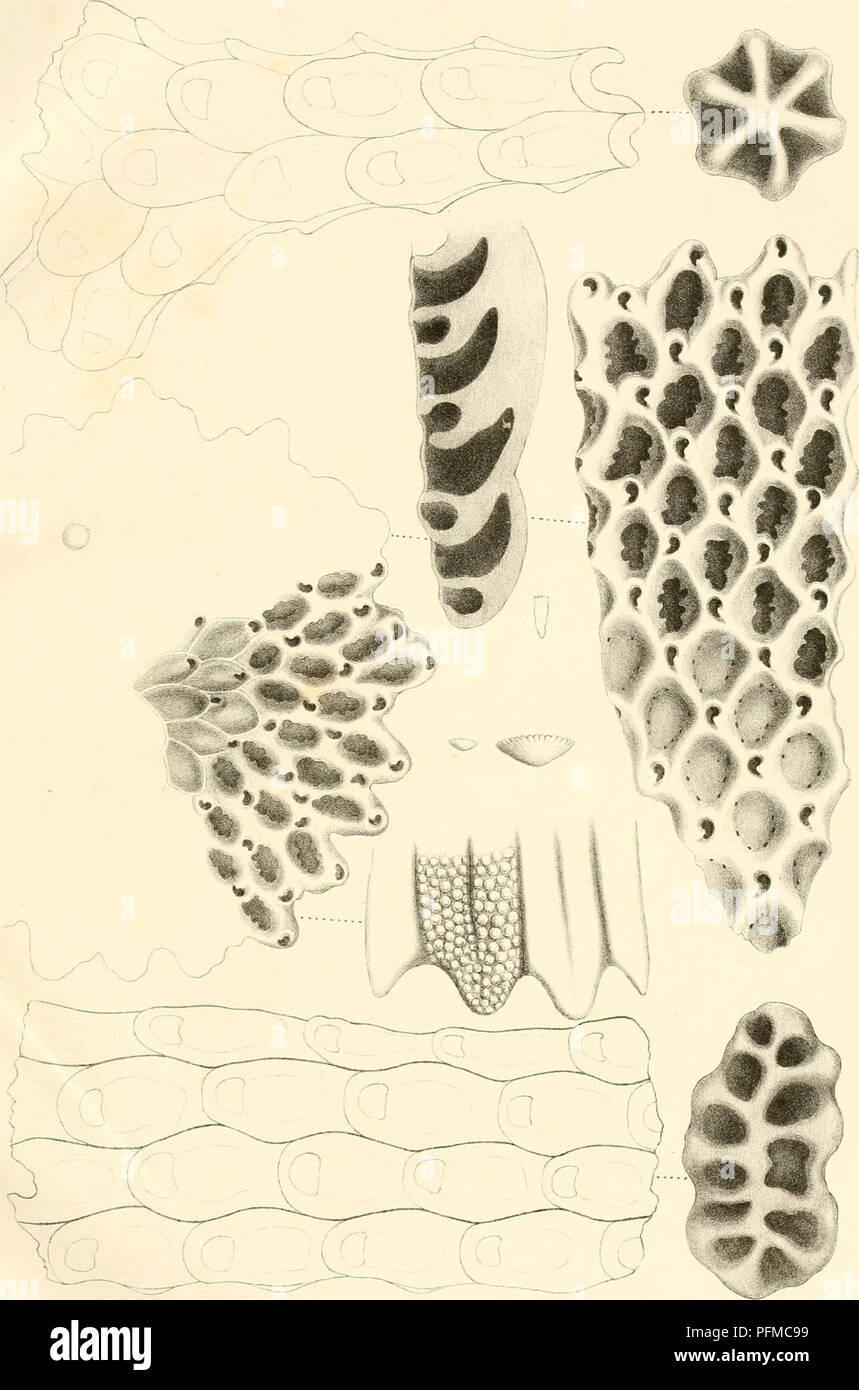 This publication from the Imperial Academy of Sciences features studies ...