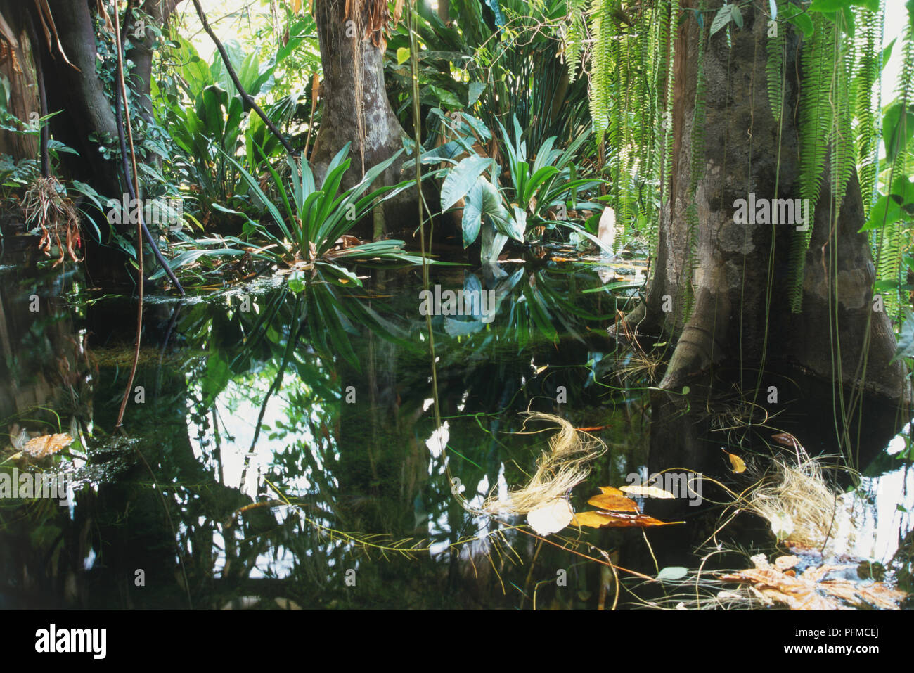 USA, Washington D.C., National Zoological Park, water and vegetation ...
