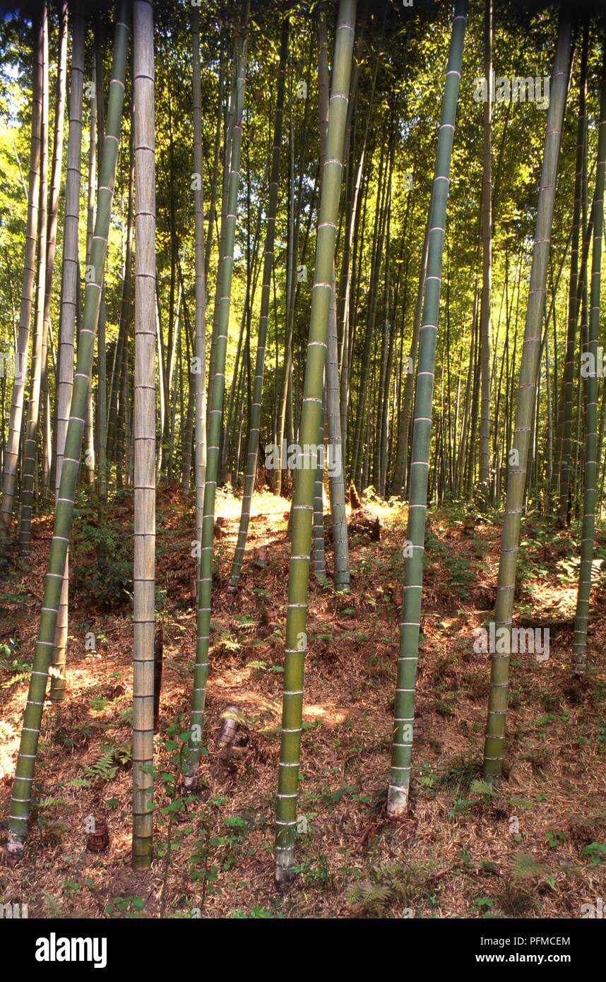 Japan bamboo hi-res stock photography and images - Alamy