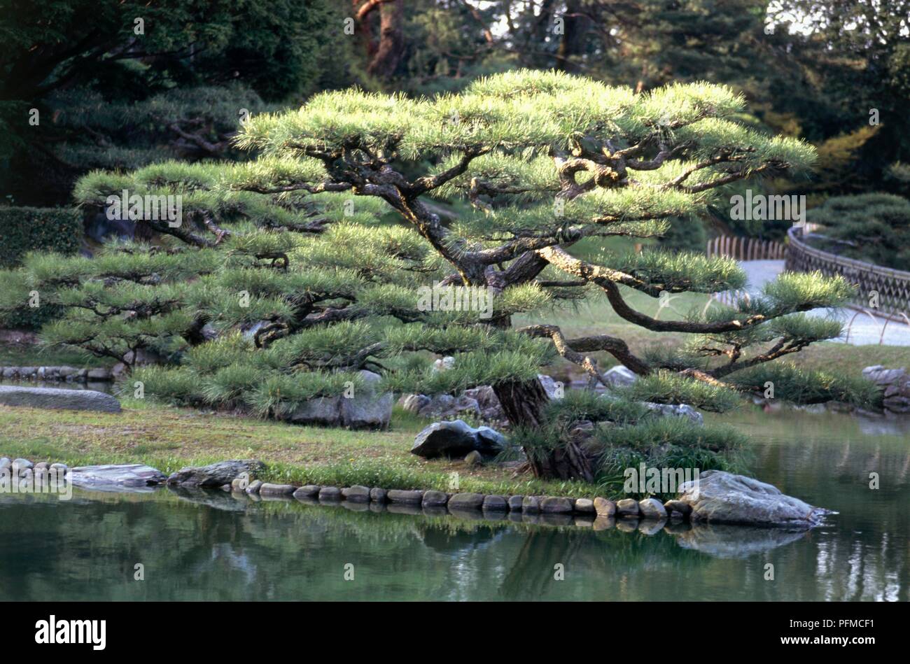 Pruned pine tree hi-res stock photography and images - Alamy