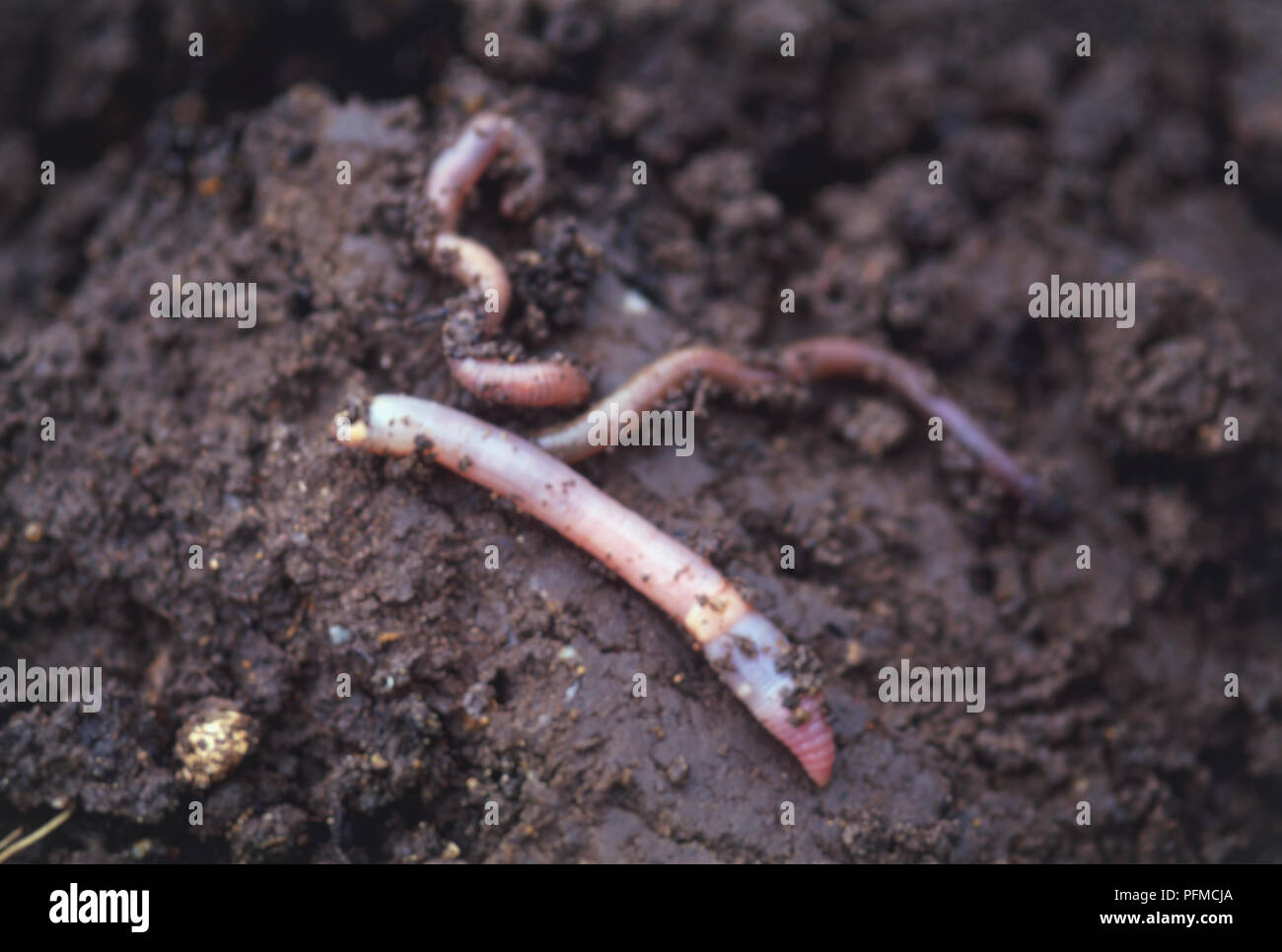 Earthworms (Annelida) in soil, close up Stock Photo - Alamy