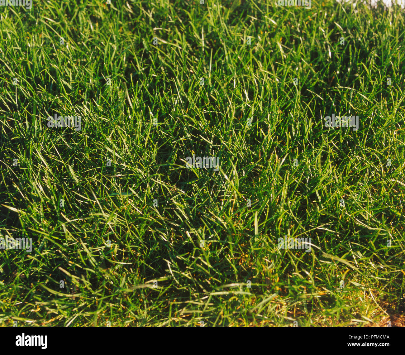 Green grass surface, close up Stock Photo - Alamy