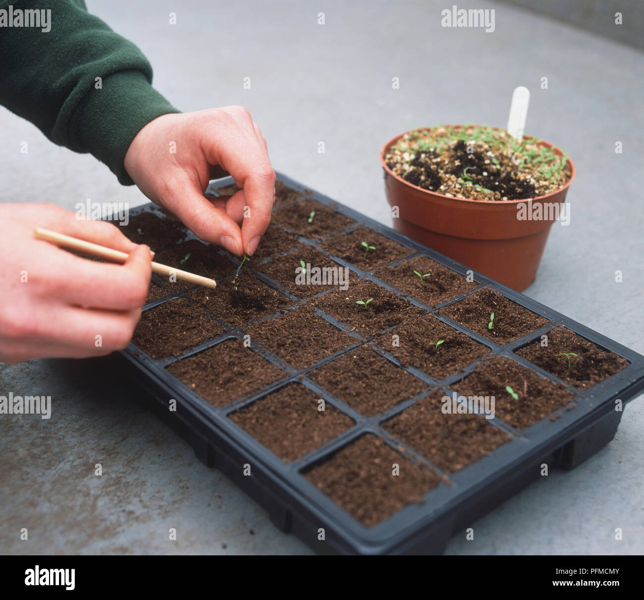 Apium graveolens, Celery seedlings being transferred into module ...