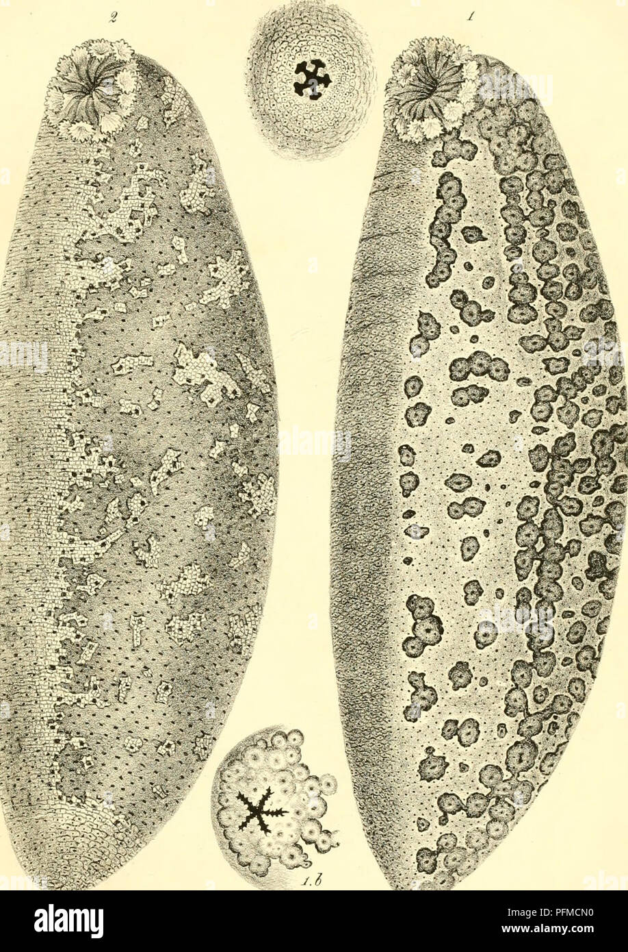 This work focuses on holothurians, a class of echinoderms commonly ...