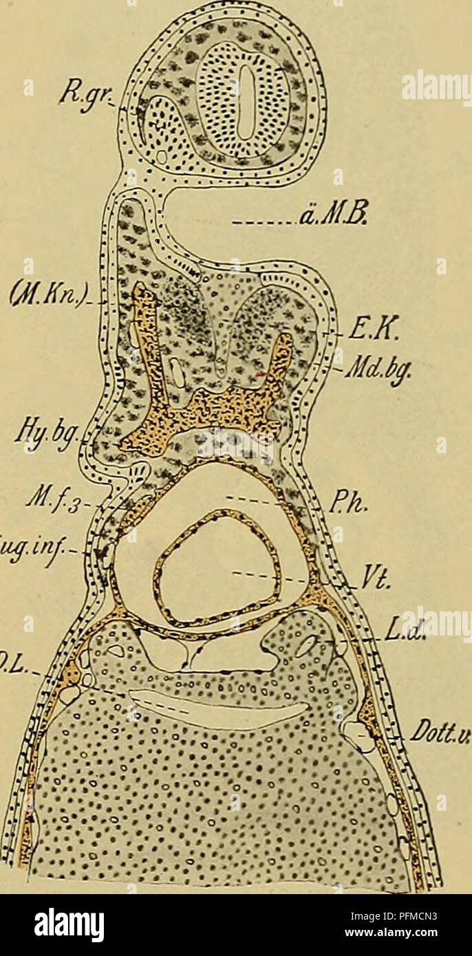 Marginal sinus hi-res stock photography and images - Alamy