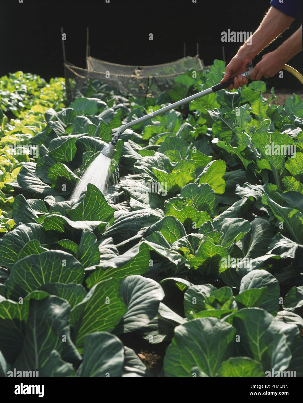Using a spray-gun attachment on a hose to water cabbages Stock Photo ...