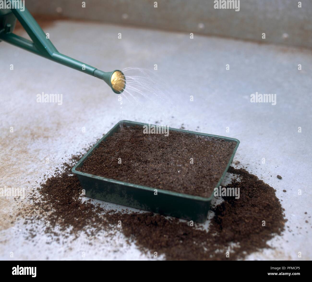 Watering compost in seed tray using small watering can Stock Photo - Alamy