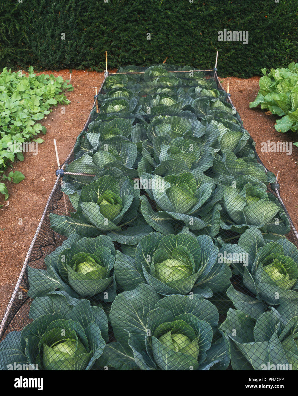 Metino crop gardening hi-res stock photography and images - Alamy