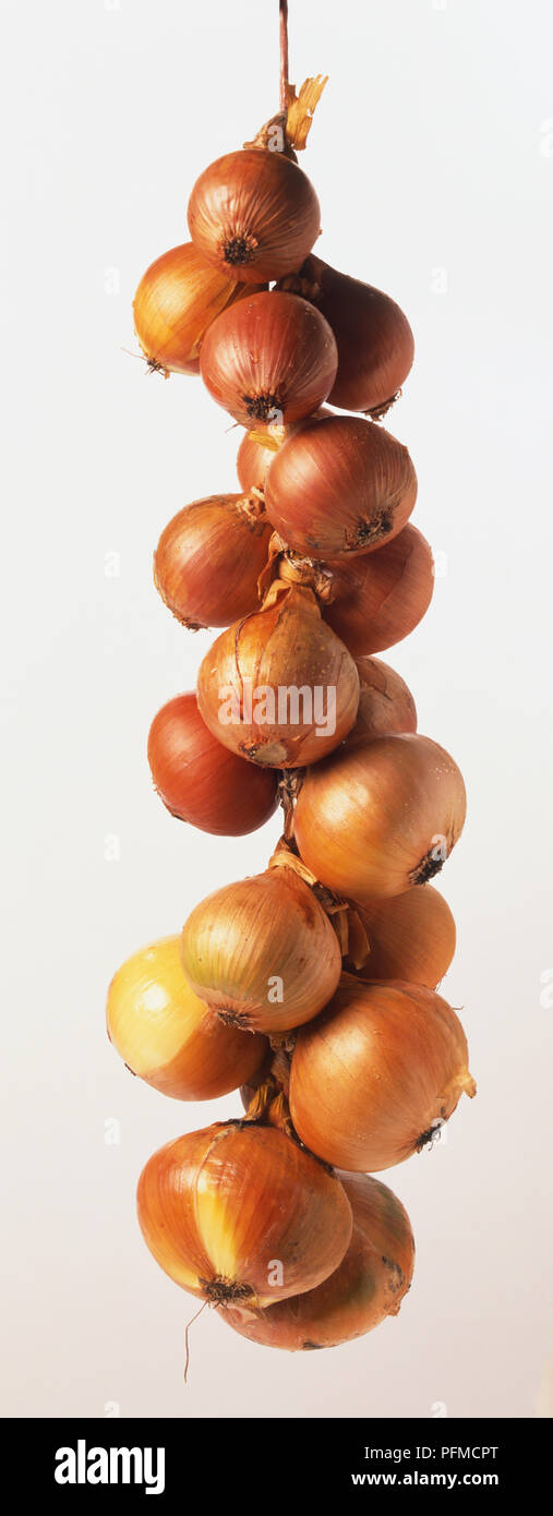 Allium cepa 'Turbo', suspended rope of bulb onions Stock Photo - Alamy