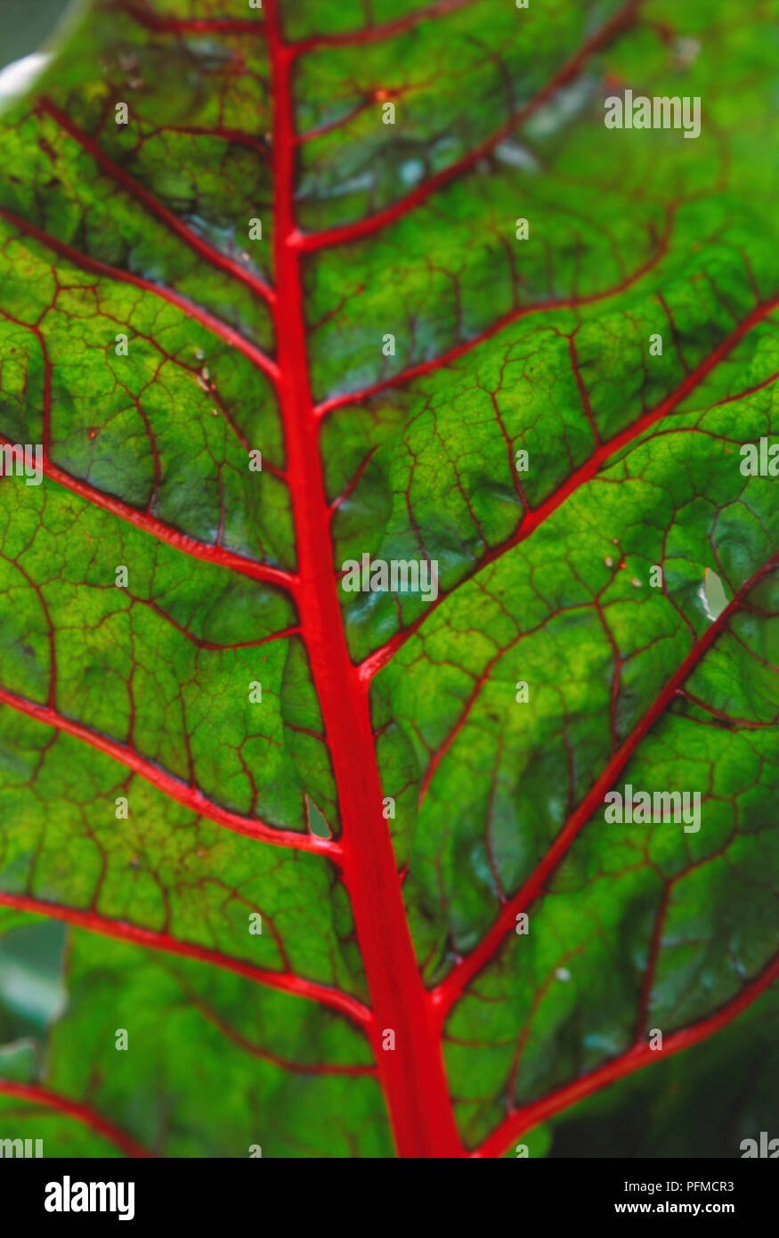 Red Chard (Beta vulgaris Subsp. cicla var. flavescens), leaf close up ...