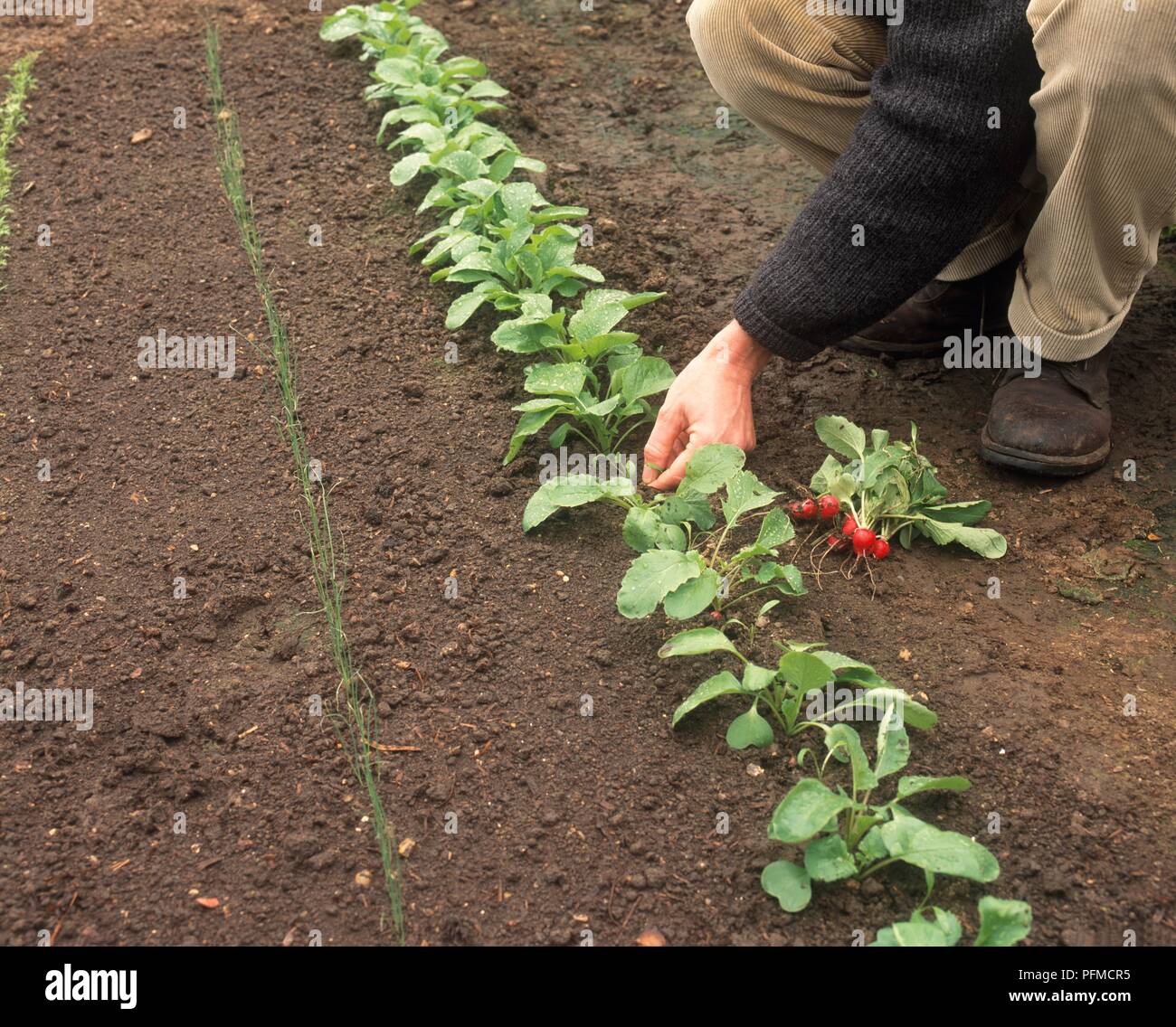 Row of intersown radishes and parsnip plants, man harvesting radishes ...