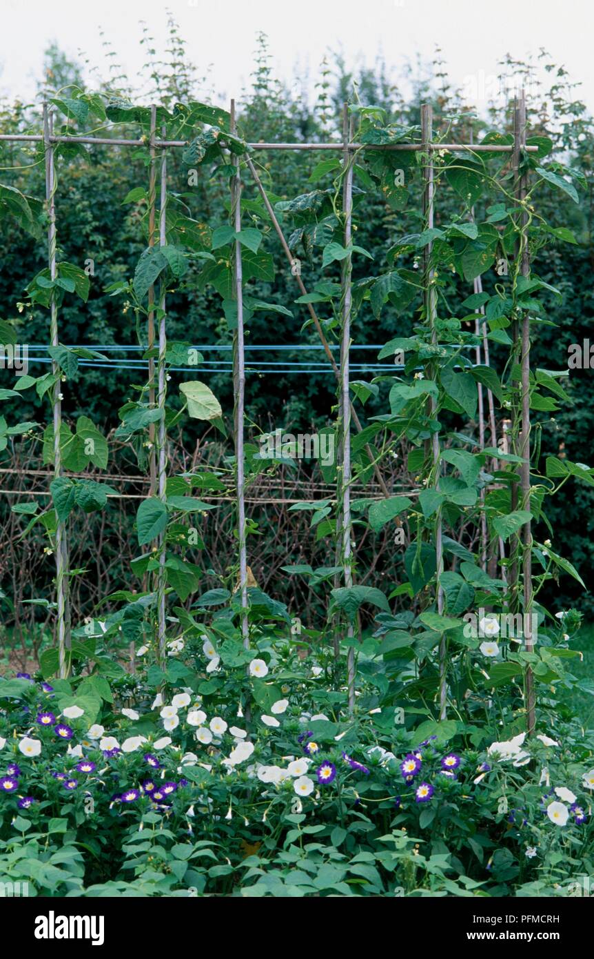 Bean support frame hi-res stock photography and images - Alamy