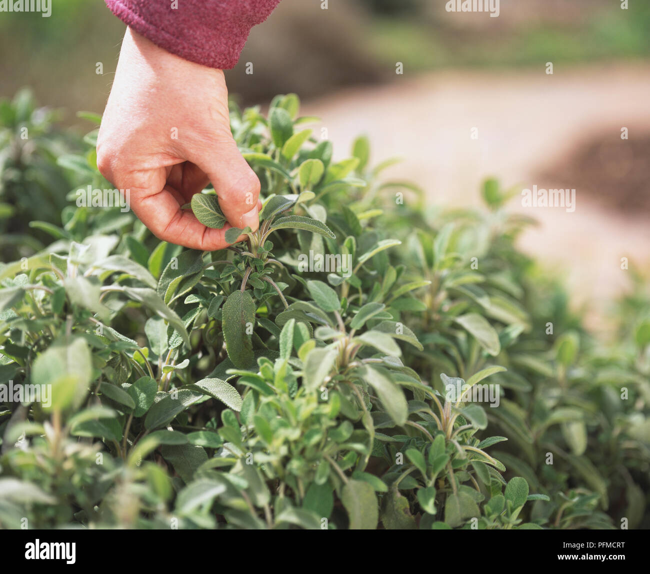 Salvia officinalis, new growth on Sage plant being hand-pinched, close ...