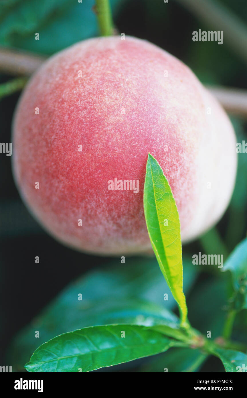 Rosy peach hi-res stock photography and images - Alamy