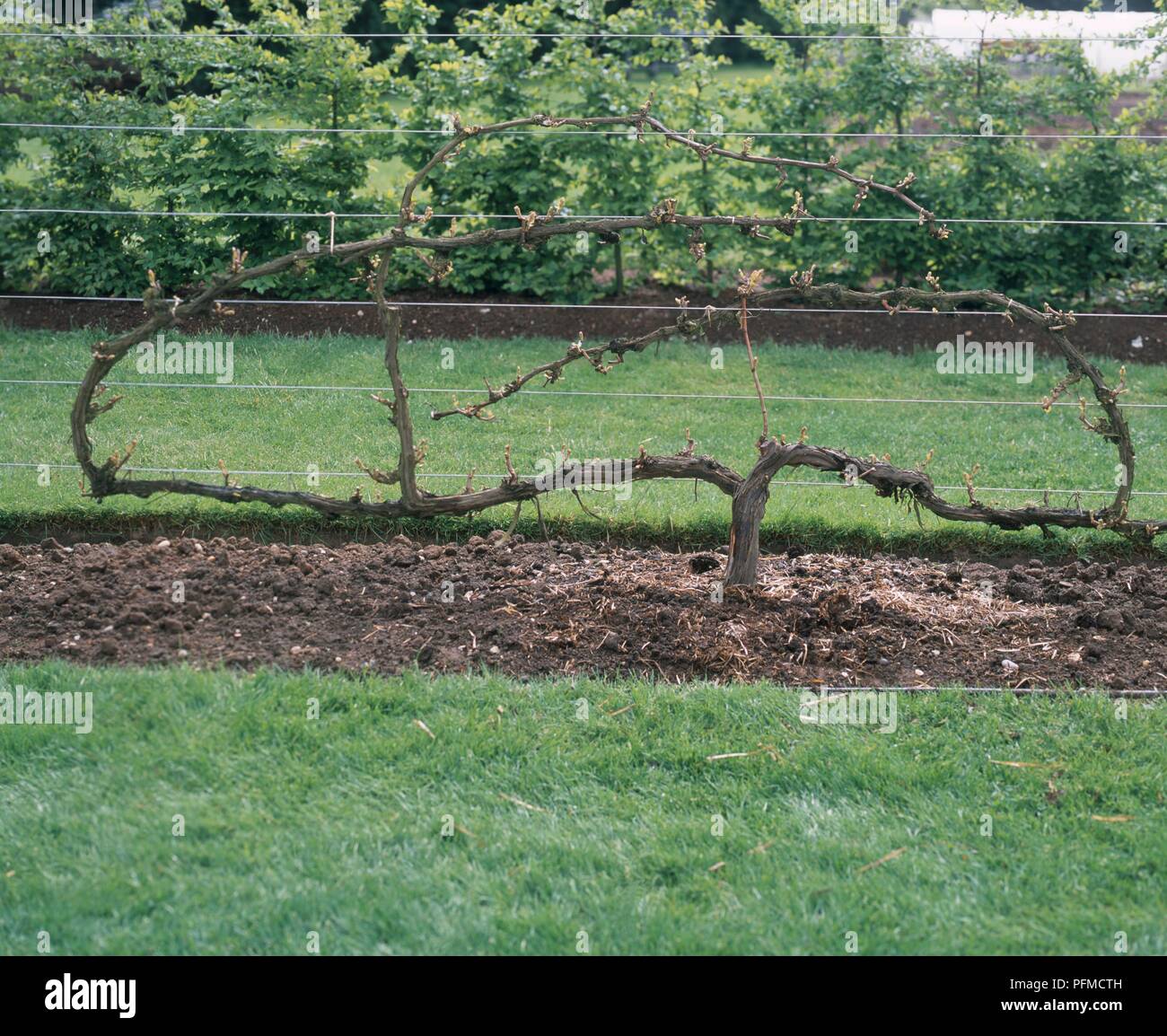Vitis vinifera (Grape vine) trained against wire structure in a garden ...