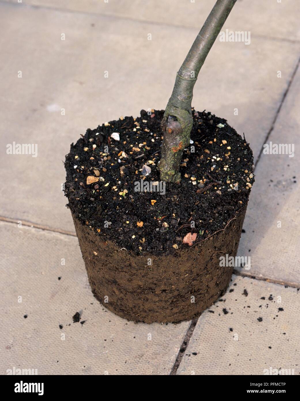Base of stem in compost root ball Stock Photo - Alamy