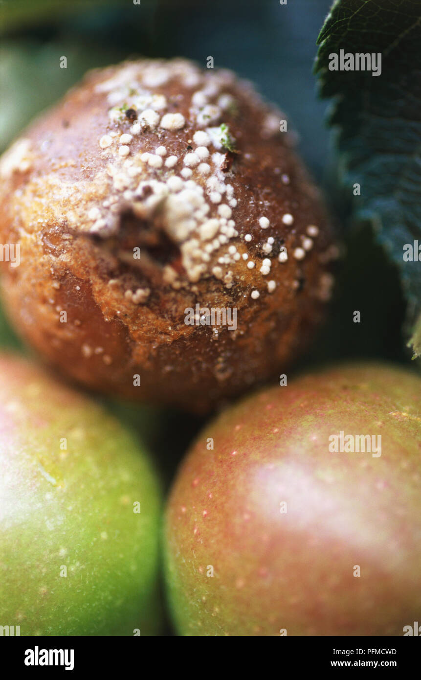 Monilinia fructigena hi-res stock photography and images - Alamy