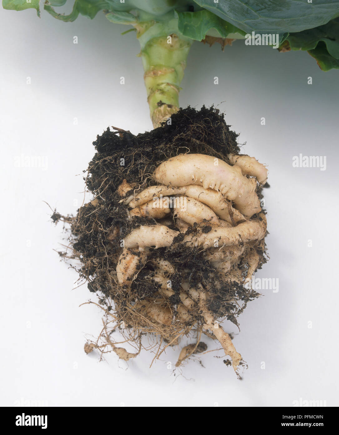 Plasmodiophora brassicae (Clubroot), diseased cabbage root, close-up ...