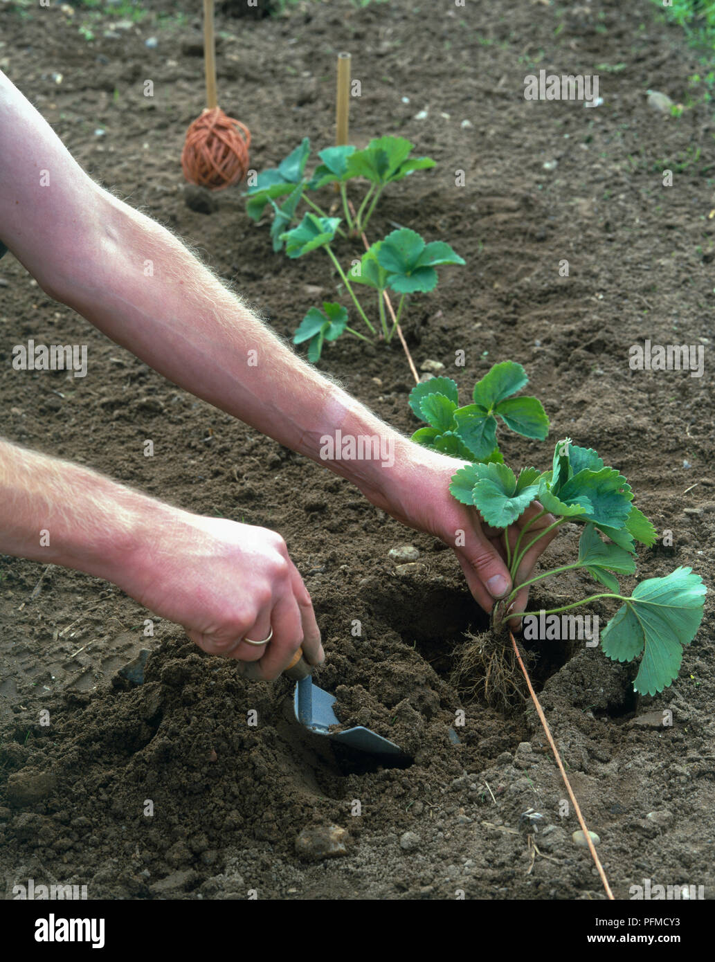 Hand planting strawberry plant in soil using trowel Stock Photo - Alamy