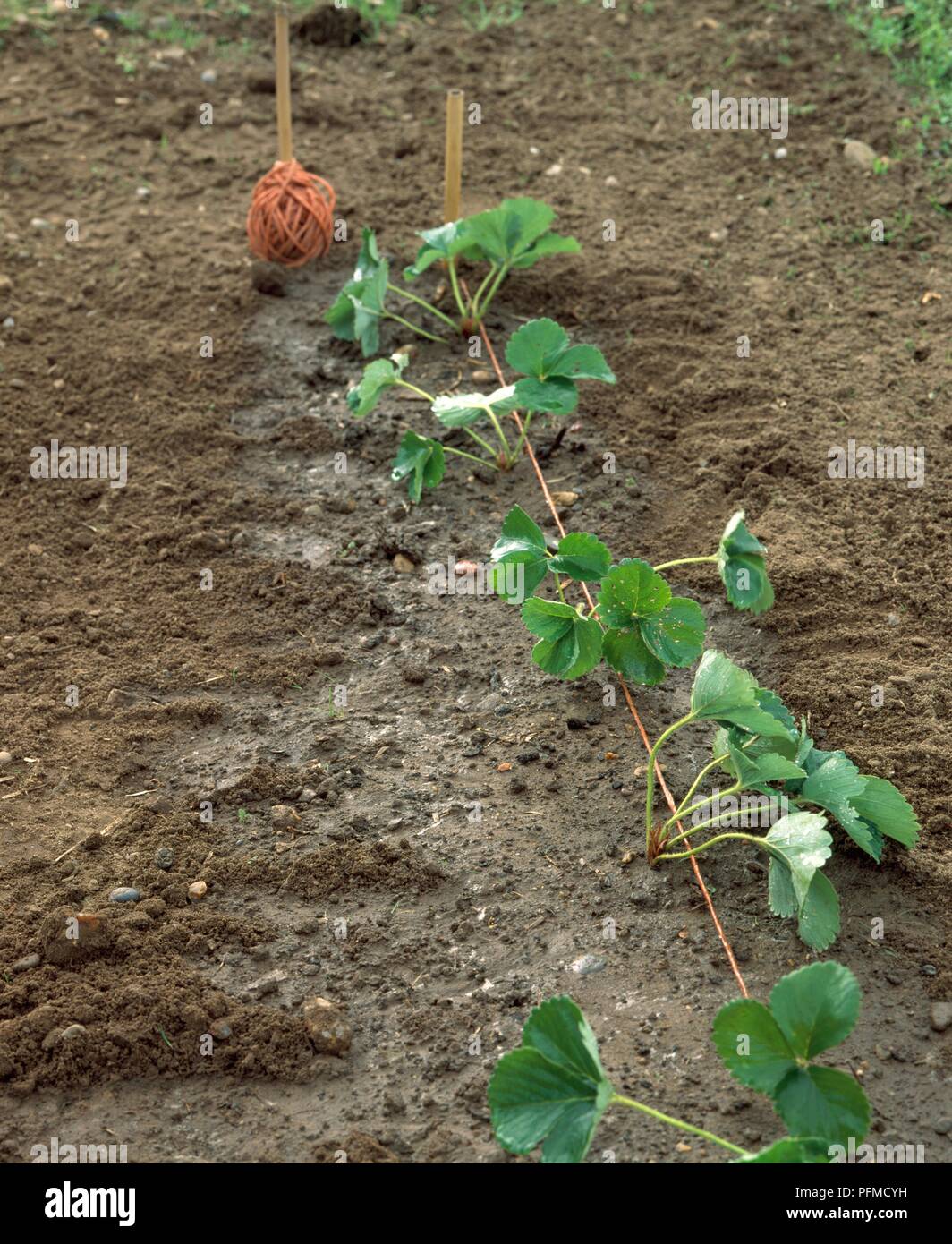 Strawberry runners growing against line of string Stock Photo - Alamy