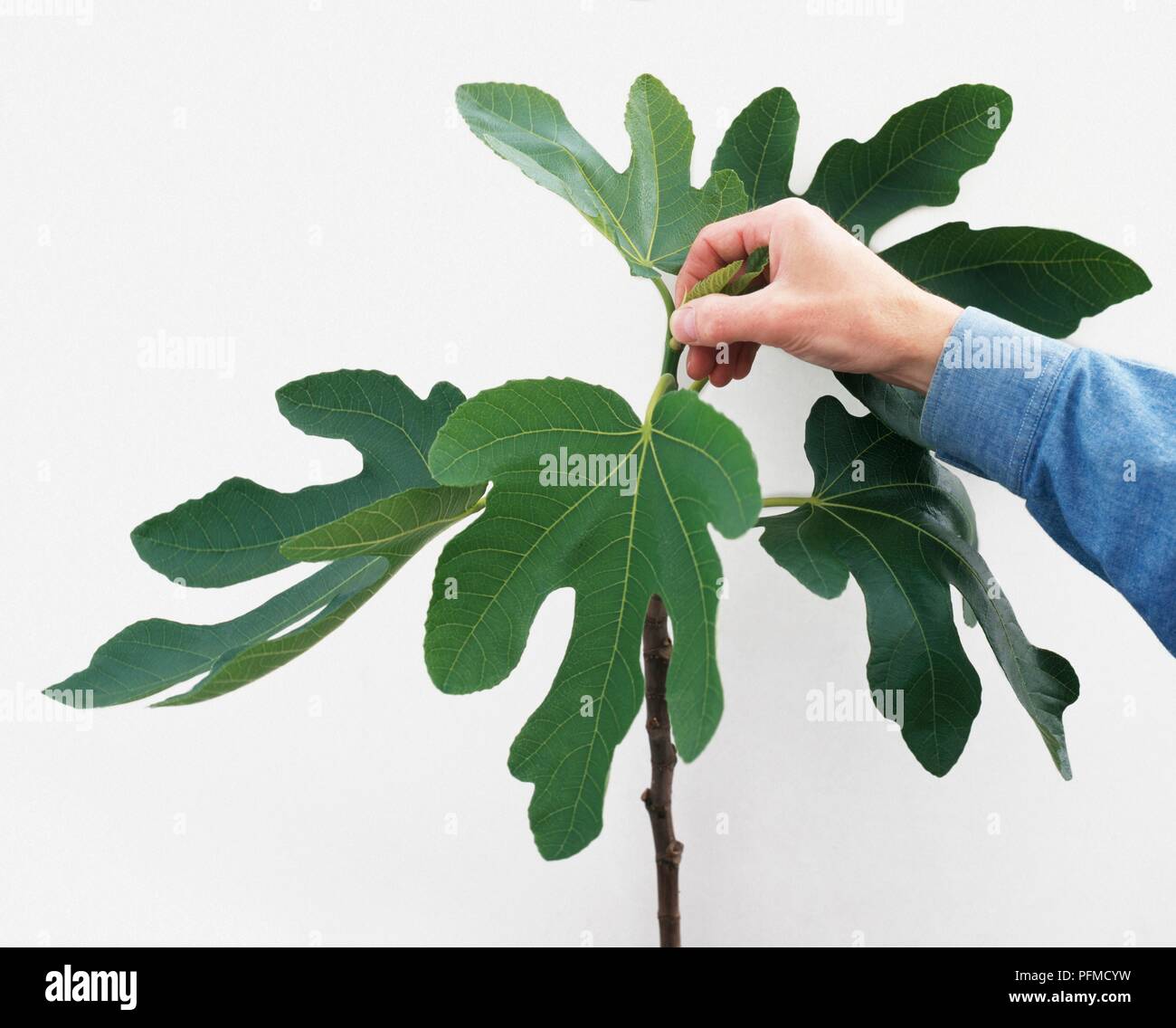 Pull fig hi-res stock photography and images - Alamy