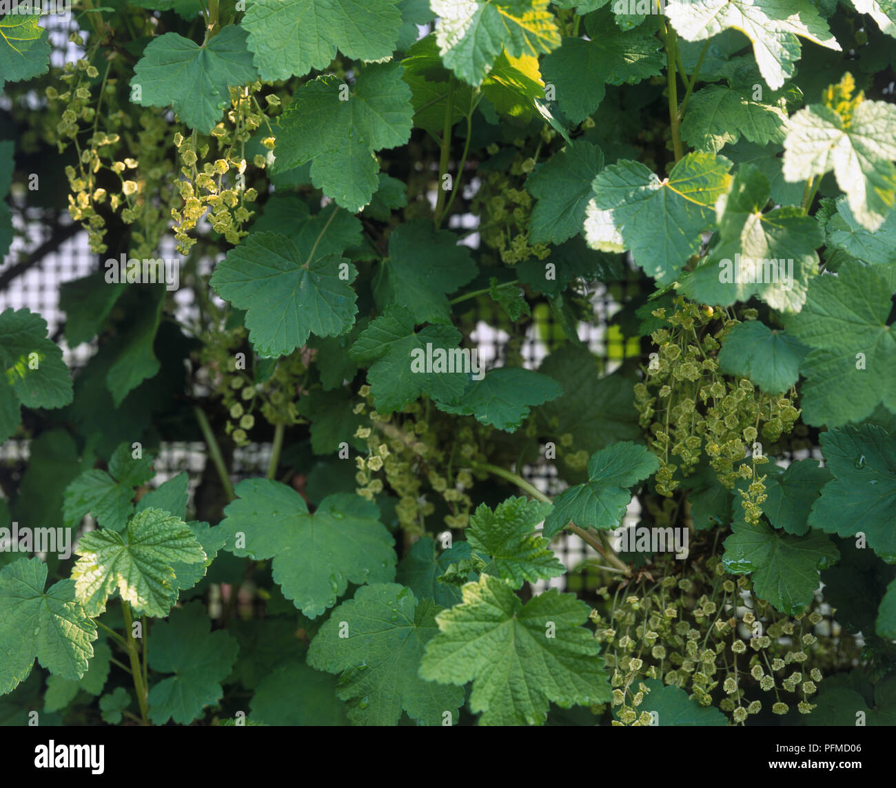 Fan trained hi-res stock photography and images - Alamy