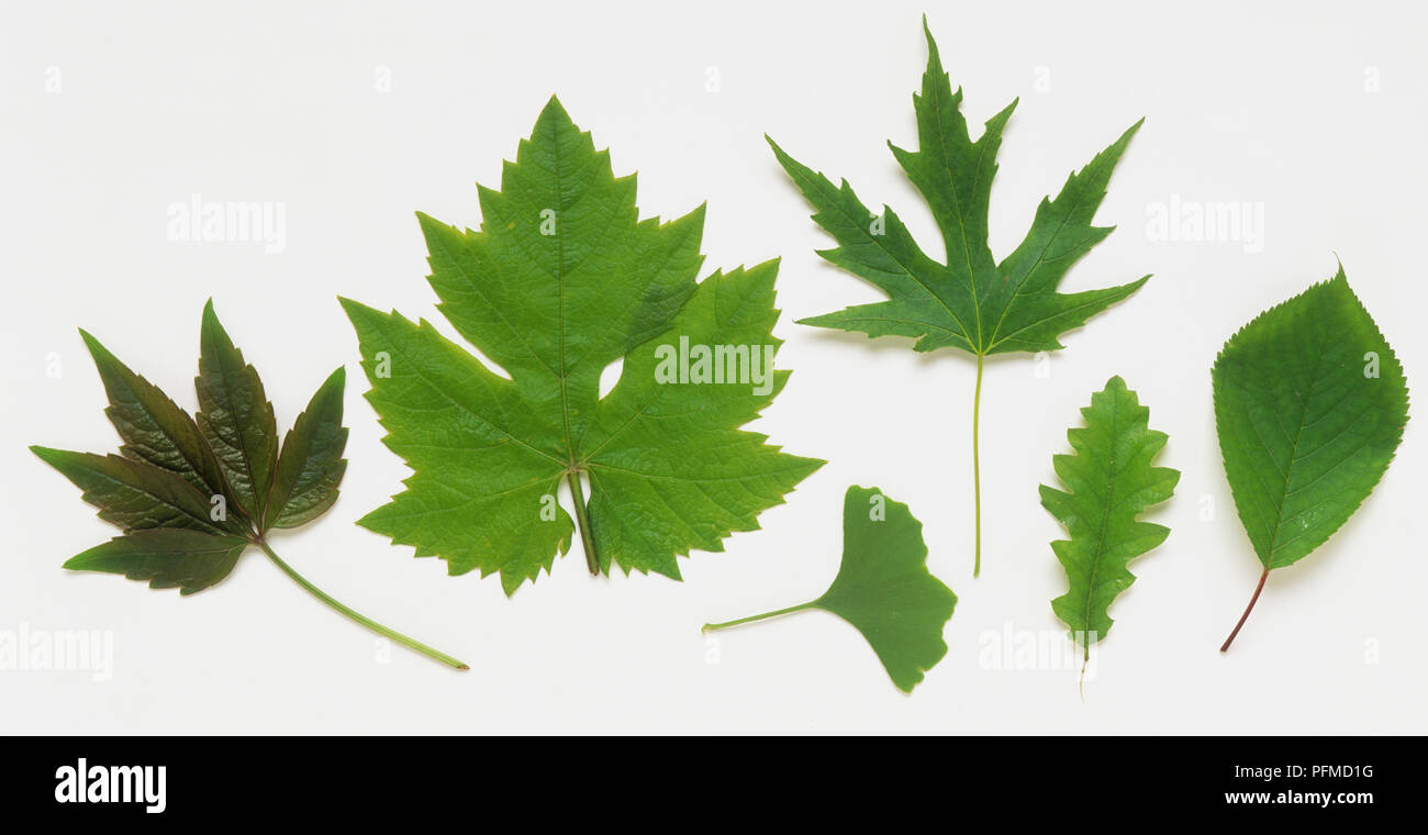 Different types of green broadleaves Stock Photo - Alamy