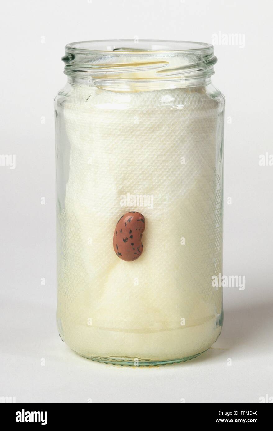 Growing bean experiment hi-res stock photography and images - Alamy