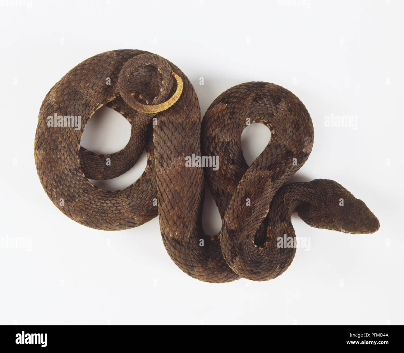 Common Lancehead (Bothrops atrox) curled up, view from above Stock ...