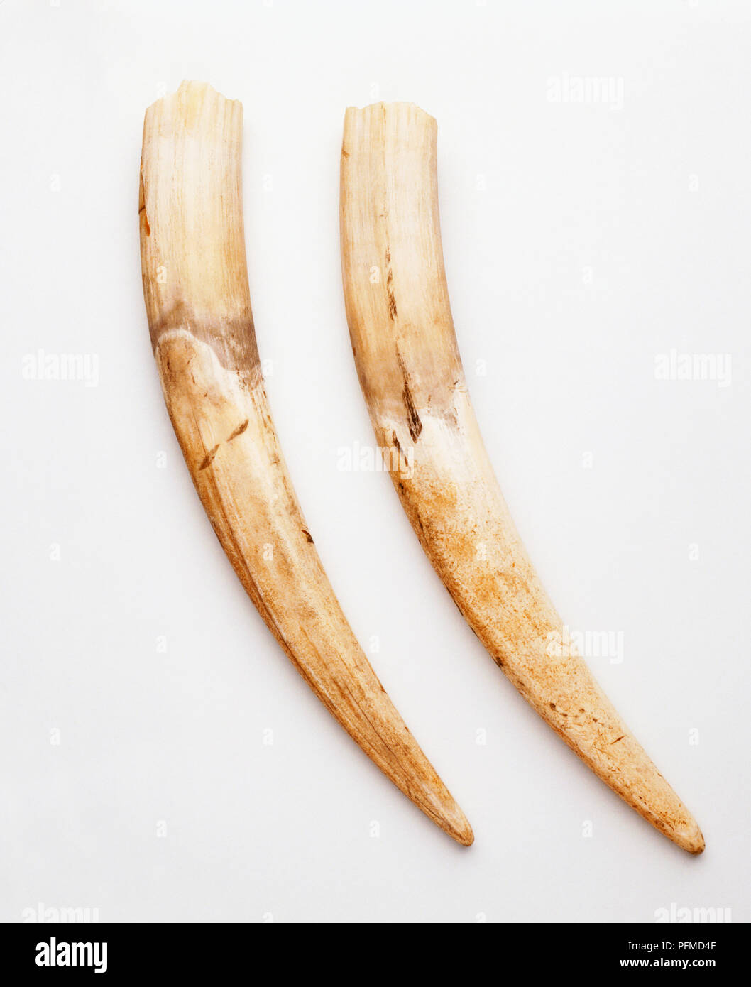 Pair of walrus tusks Stock Photo - Alamy