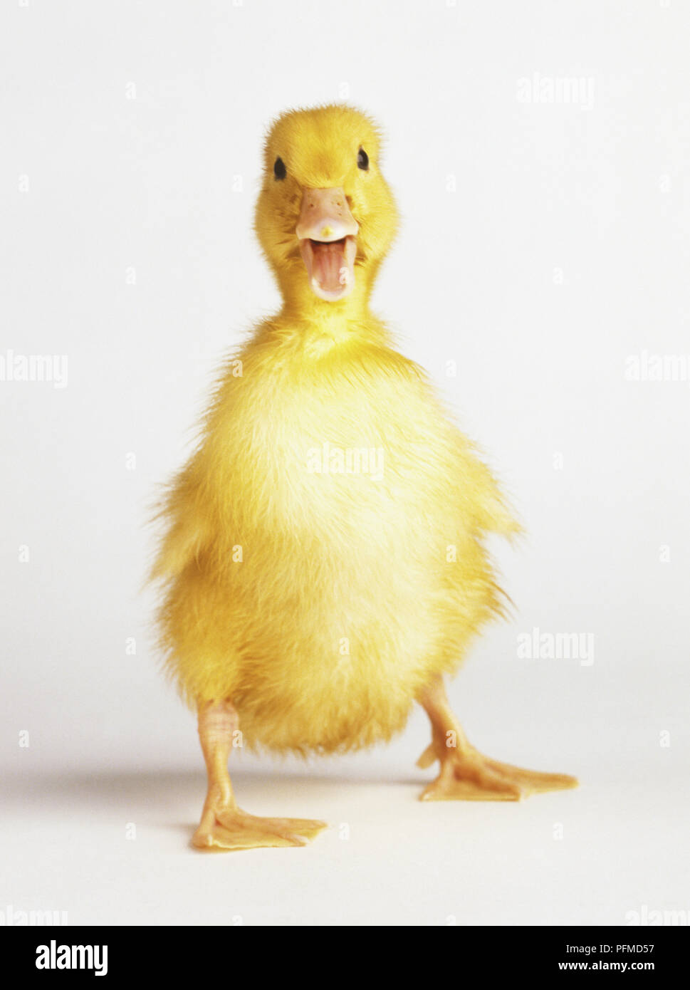 Yellow duckling (Anatidae) standing with open beak, facing forward ...